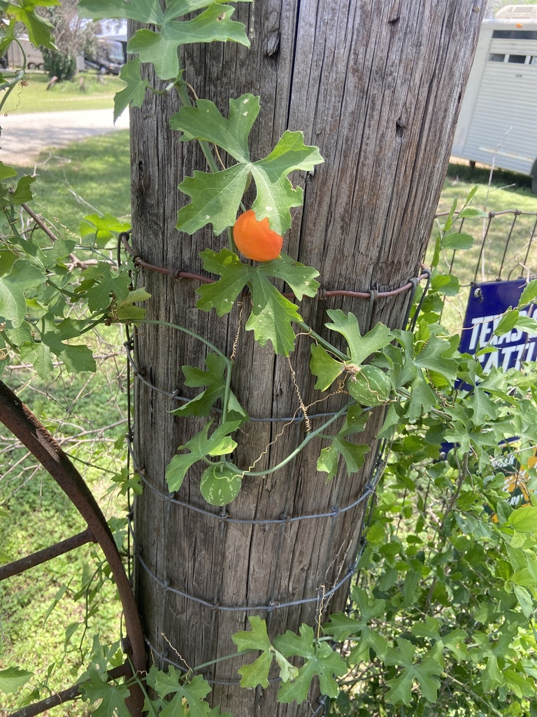 snake apple in May 2024 by Travis Britz · iNaturalist