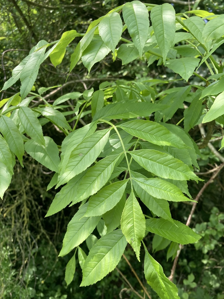 European ash (Fraxinus excelsior) - Botanical Realm