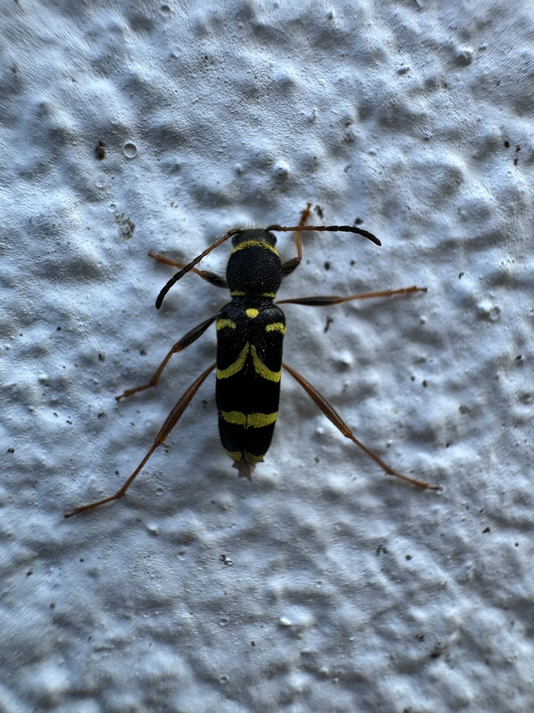 Wasp Beetle from Main Street, York, England, GB on May 19, 2024 at 06: ...