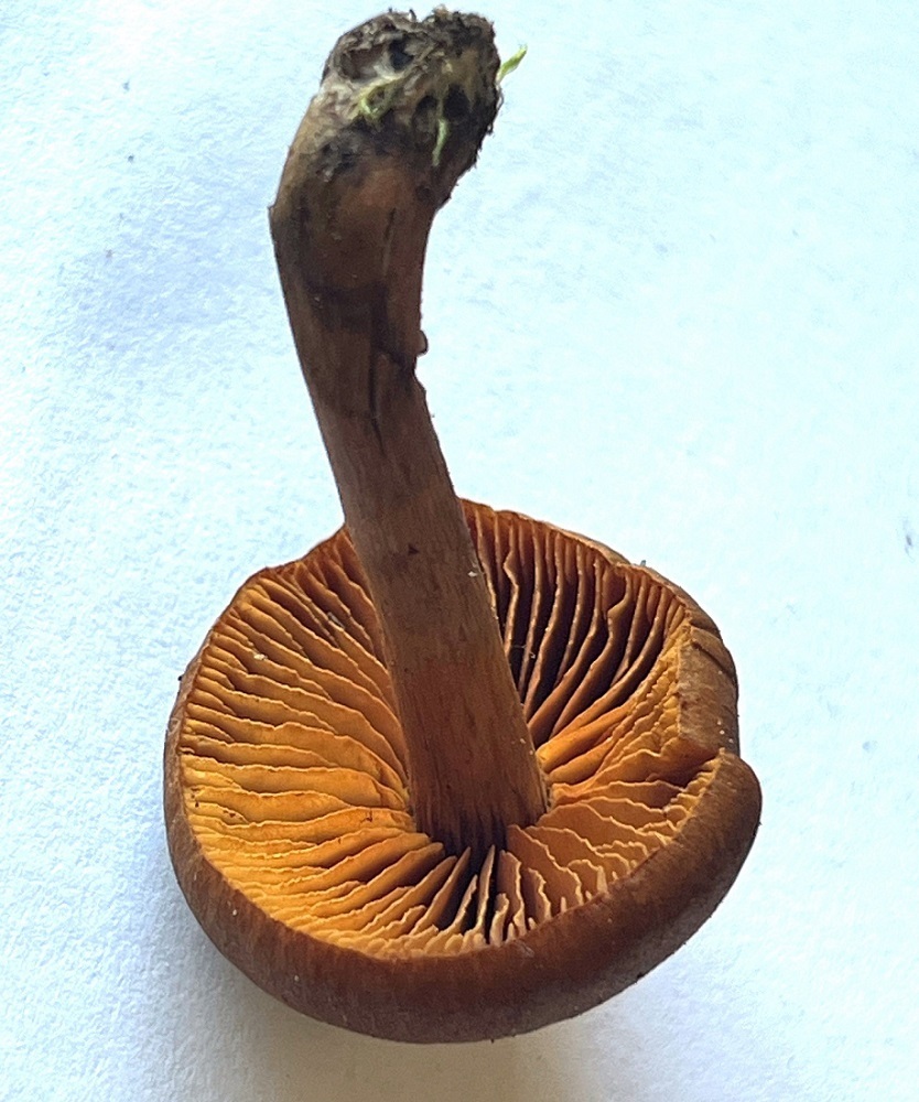 cinnamon webcap from Valley County, ID, USA on May 19, 2024 at 12:13 PM ...