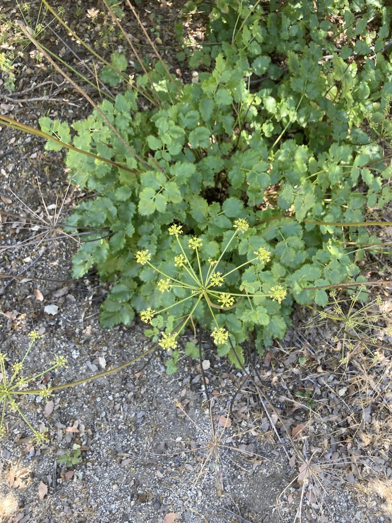 Southern Umbrellawort from Pacific Crest National Scenic Trail, Campo ...
