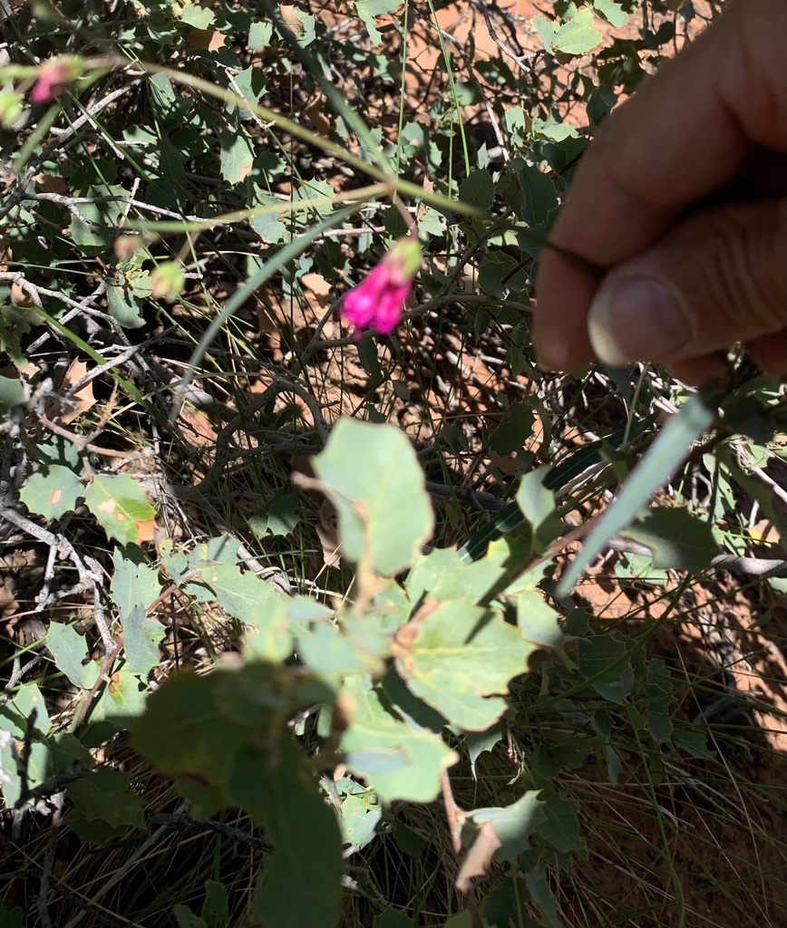 plants from Coconino National Forest, Sedona, AZ, US on May 19, 2024 at ...
