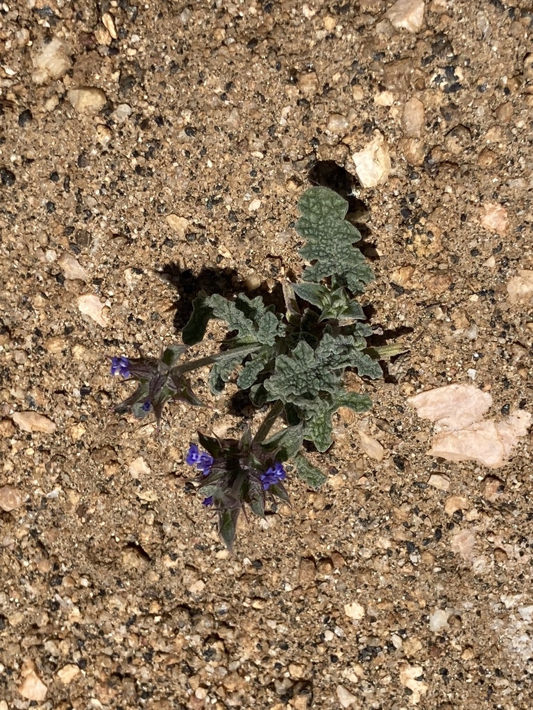 Chia from Pacific Crest National Scenic Trail, Campo, CA, US on May 17 ...