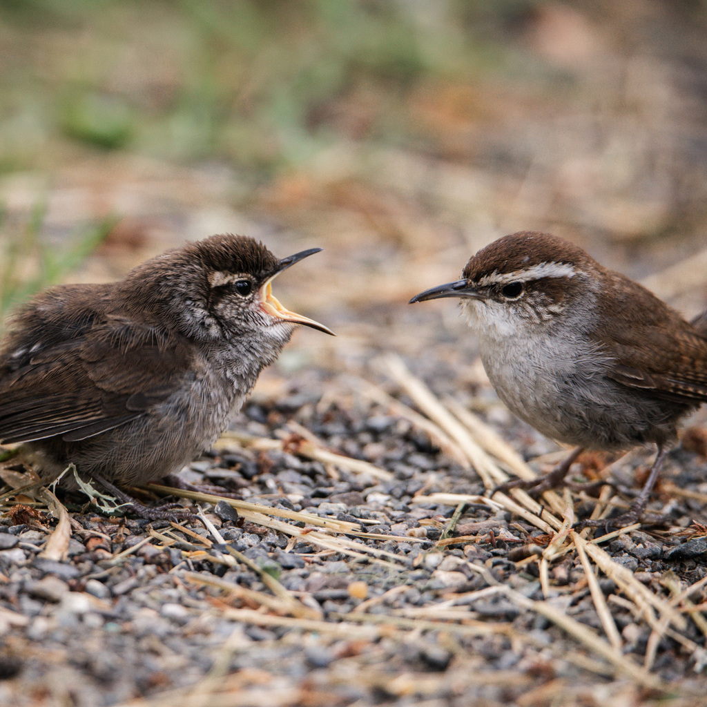 Bewick's Wren (Birds of the Fort Worth Botanic Garden) · iNaturalist