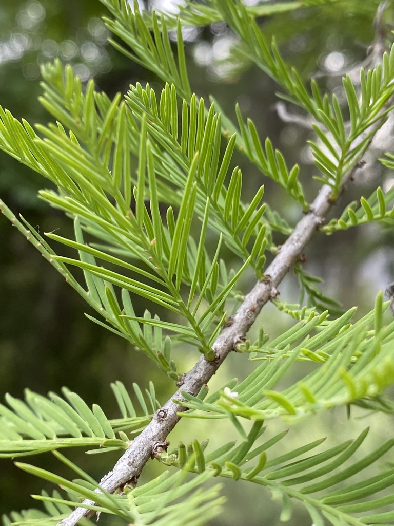 Montezuma cypress from Montemorelos, N.L., MX on April 13, 2024 at 06: ...