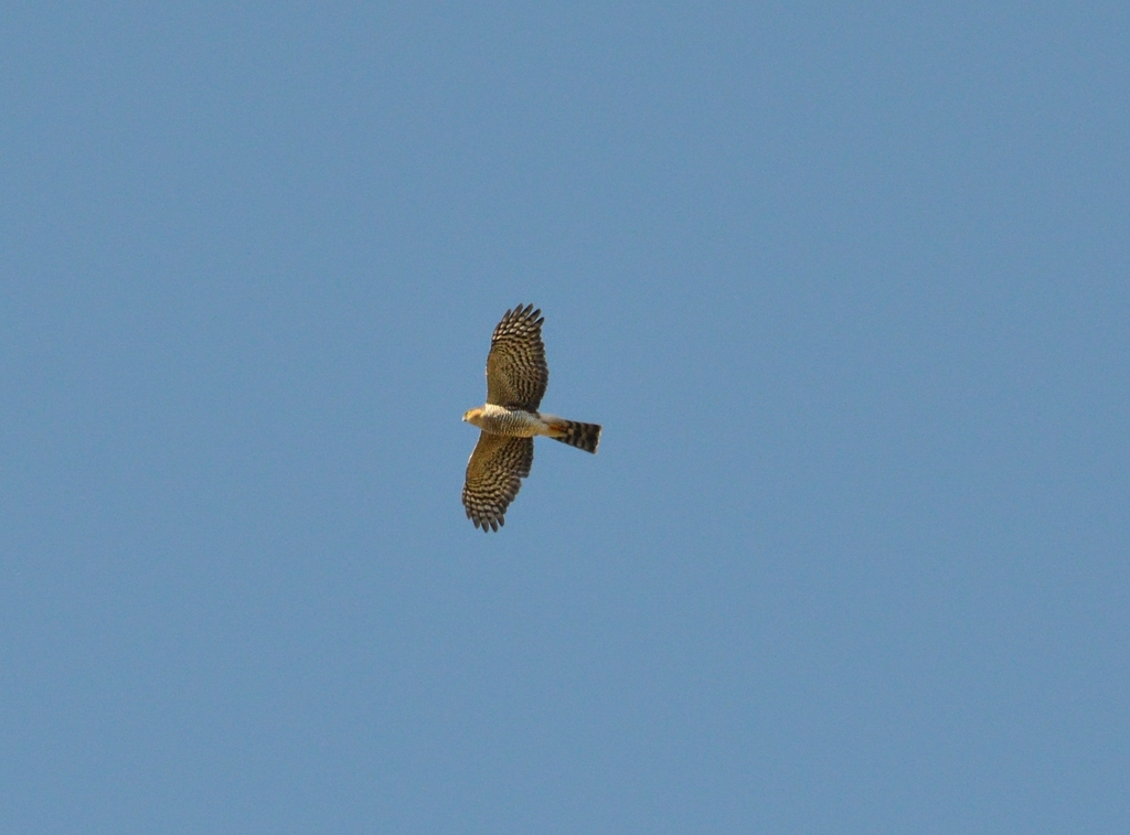 Birds from San Ramon, Santiago del Estero, Argentina on May 19, 2024 at ...