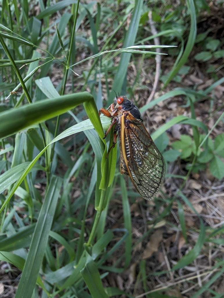 Decim Periodical Cicadas from Casey Township, IL, USA on May 19, 2024 ...