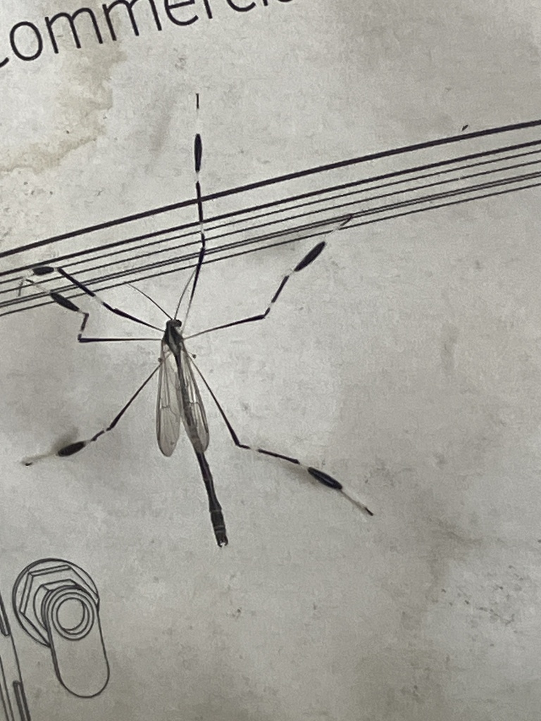 Eastern Phantom Crane Fly from Lynnwood Ct, Schenectady, NY, US on May ...