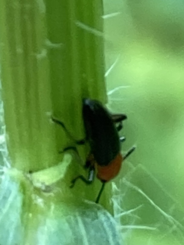 Clover Stem Borer in May 2024 by askalotl · iNaturalist