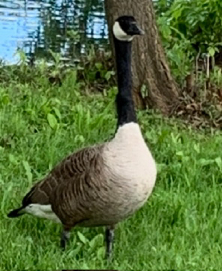 Canada Goose from Bristol on May 19, 2024 at 03:36 PM by paherps ...