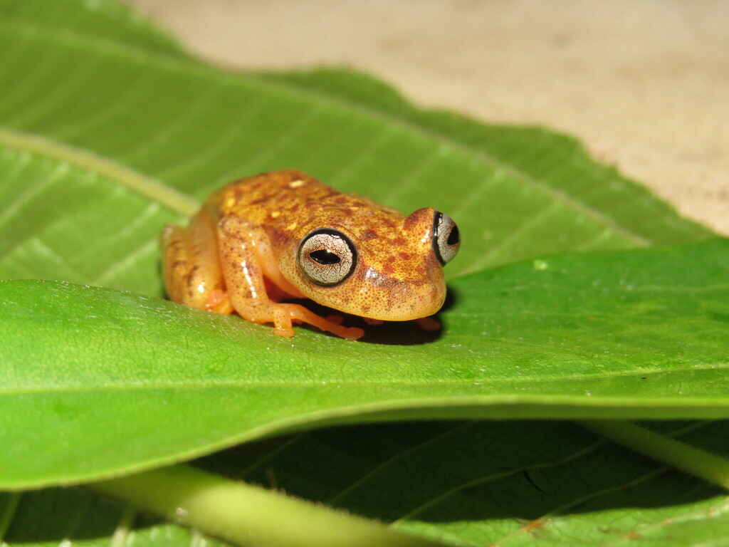 Tepui Tree Frog from Gran Sabana, 8011, Bolívar, Venezuela on November ...