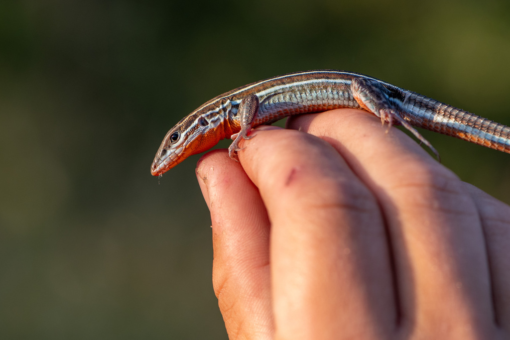 Huico de Garganta Naranja desde San Quintín, B.C., Mexico el 08 de mayo ...
