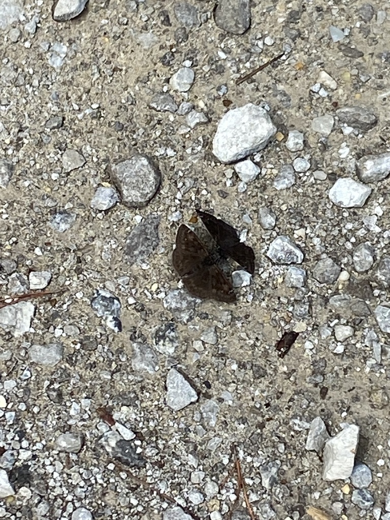 Horace's Duskywing from River Road, Robertsdale, AL, US on May 19, 2024 ...