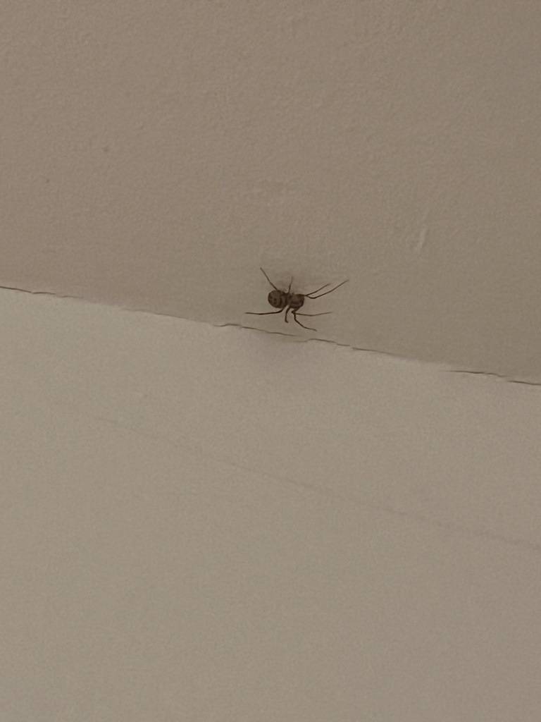Common Spitting Spider from Quickswood, London, England, GB on May 19 ...