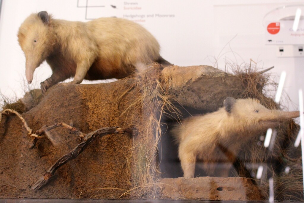 Cuban Solenodon (Atopogale cubana) - Know Your Mammals