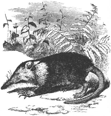 Cuban Solenodon (Atopogale cubana) - Know Your Mammals