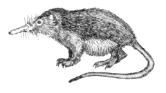 Cuban Solenodon (Atopogale cubana) - Know Your Mammals