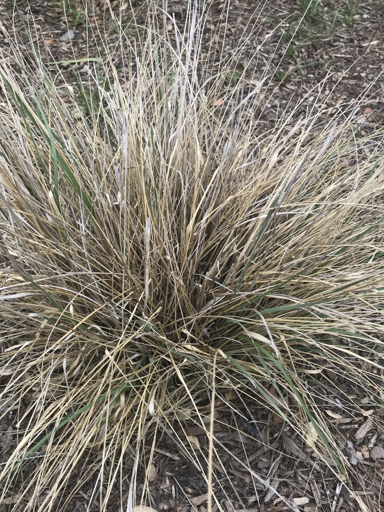 deergrass from Flintridge Sacred Heart Academy, La Cañada Flintridge ...