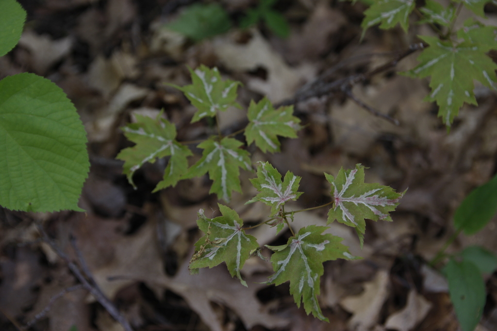 silver maple in May 2024 by biszi. Best guess with this crazy cool ...
