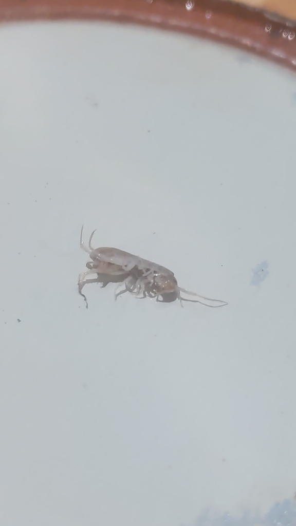 Lawn Shrimp from Milton on May 19, 2024 at 03:18 PM by maharbae ...