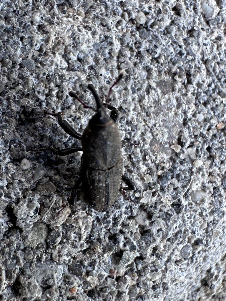 Bluegrass Billbug from Findlay Creek Stormwater Ponds, ON on May 19 ...