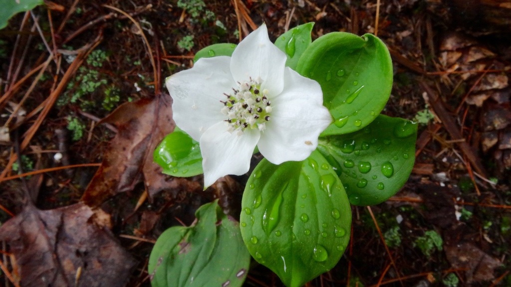 Canadian bunchberry from Quincy Bog Natural Area, Quincy Bog Rd, Rumney ...