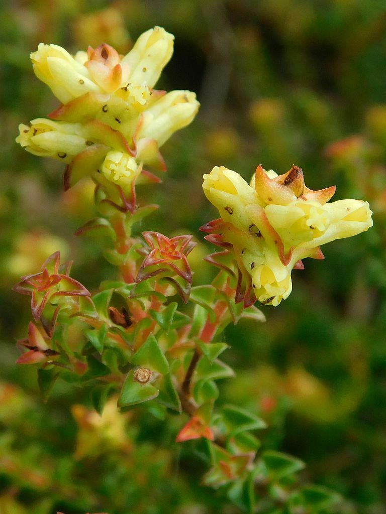 Noughts-and-Crosses from Chicken Rock Genadendal, 7234, South Africa on ...