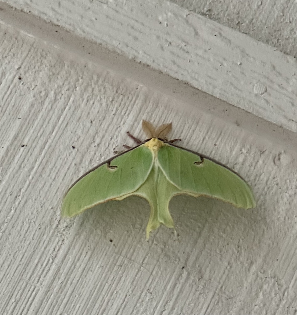 North American Luna Moth from George Washington & Jefferson National ...