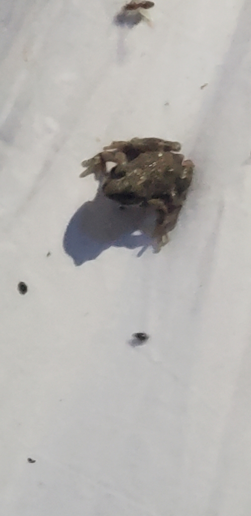 Spotted Chorus Frog from Nemo, TX 76070, USA on May 18, 2024 at 09:02 ...