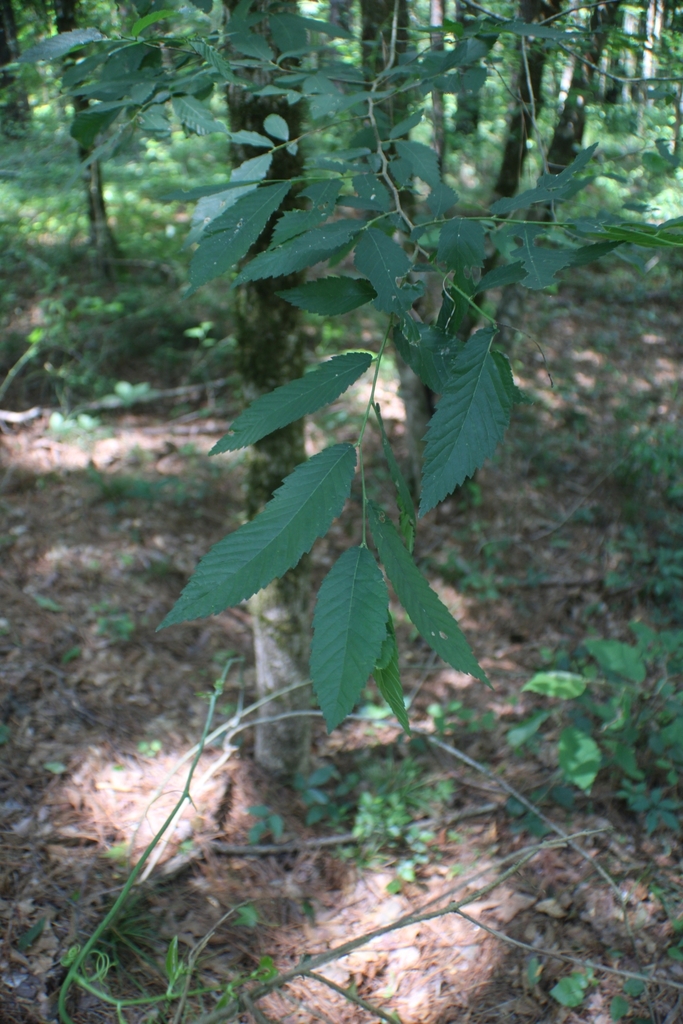 Winged Elm from Sanatorium, MS 39111, USA on May 15, 2024 at 11:18 AM ...
