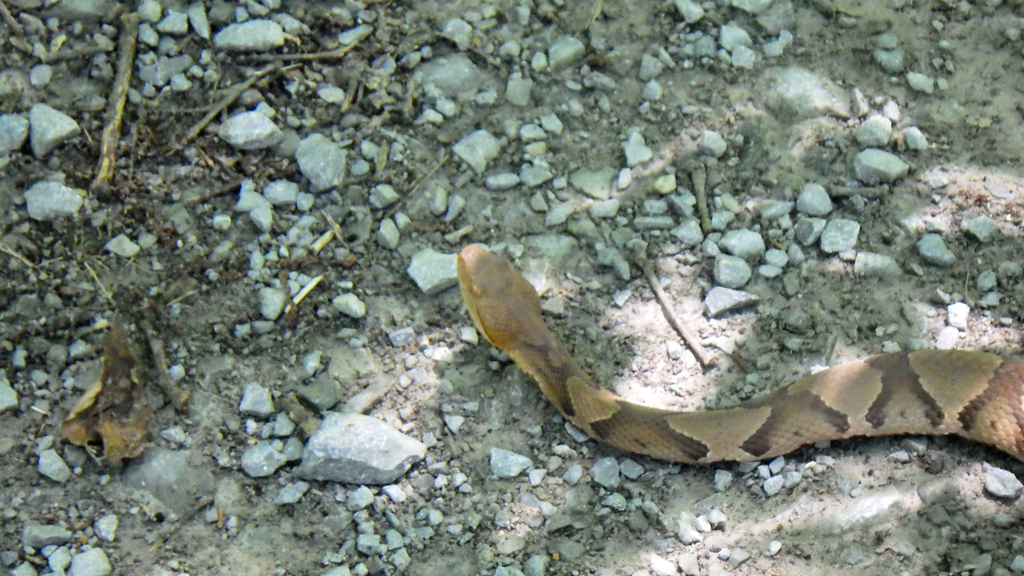 Eastern Copperhead from Lookout Valley, Chattanooga, TN, USA on May 19 ...