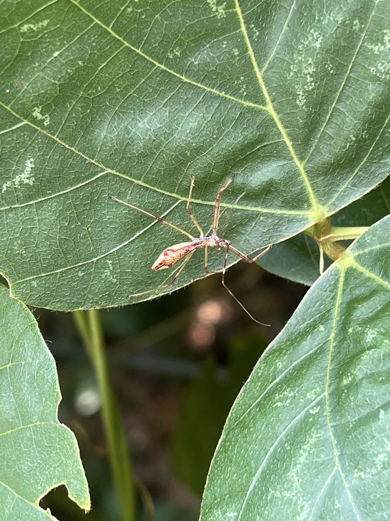 Epidaus sexspinus in May 2024 by Nakatada Wachi · iNaturalist