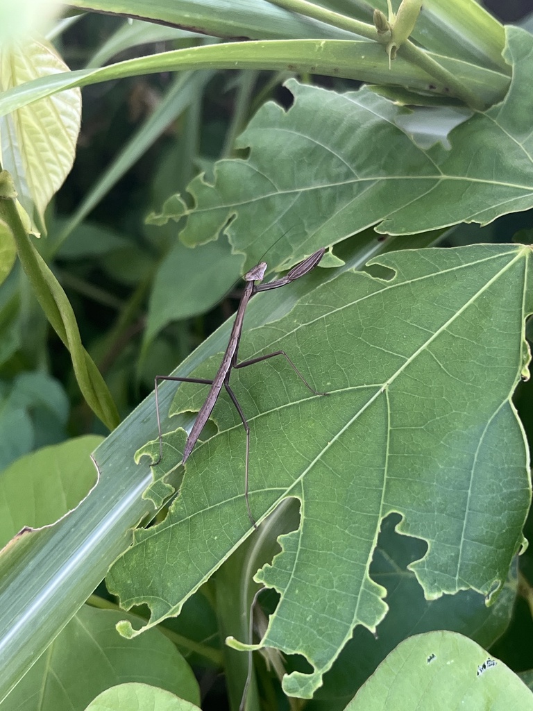 Narrow-winged Mantis in May 2024 by Nakatada Wachi · iNaturalist