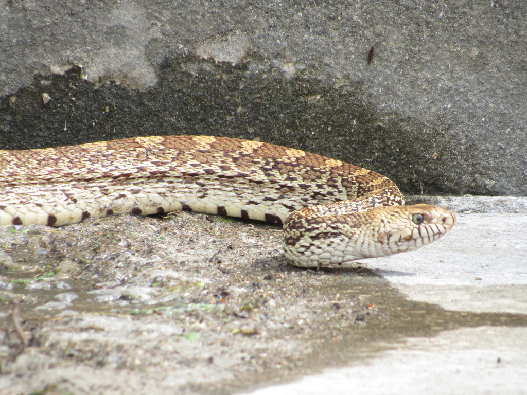 Gopher Snake from Fort Supply, OK, US on May 19, 2024 at 04:01 PM by ...