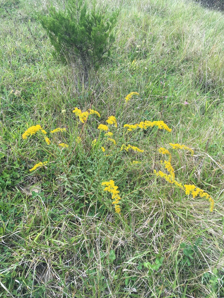 Short's goldenrod in September 2017 by Chris Kaeff, GIP, GISP, QCIS ...