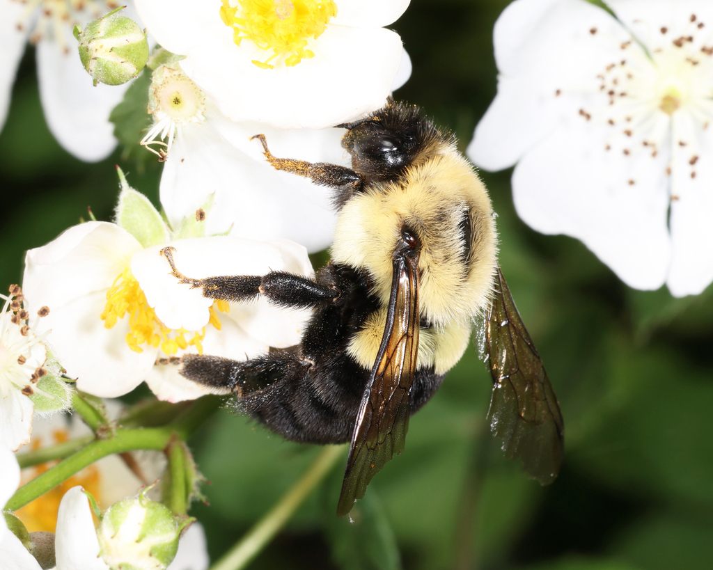 Common Eastern Bumble Bee from Greenbrier River Trail, Greenbrier River ...