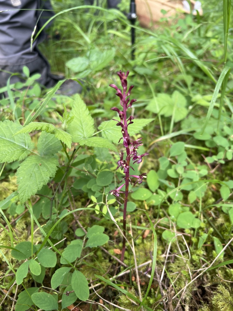 Pacific coralroot from Royal Roads University, Colwood, BC V9B, Canada ...