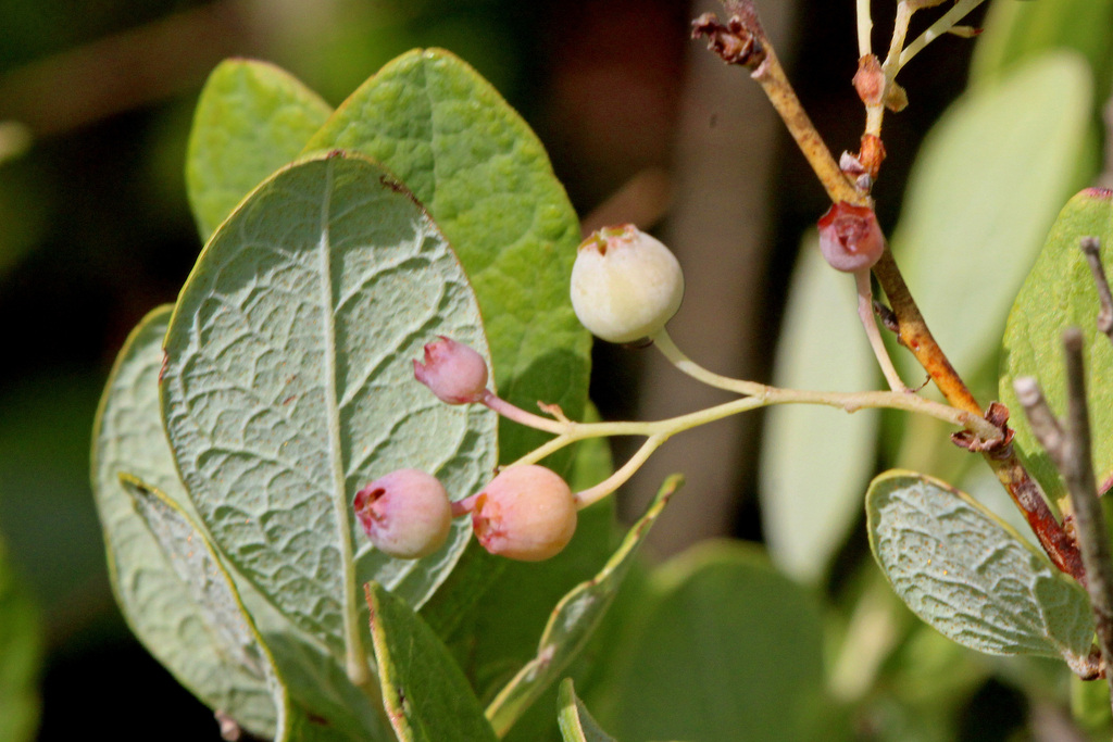 blue huckleberry from Cassia, Florida, United States on May 18, 2024 at ...