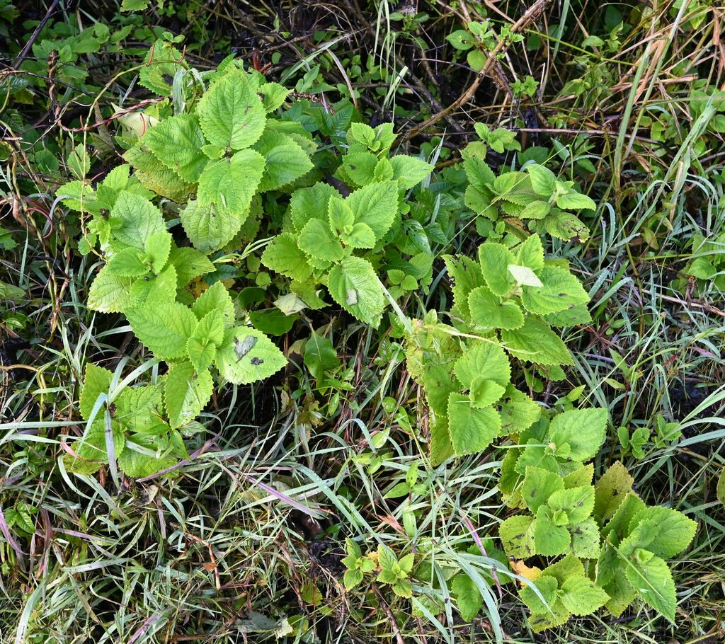 watermint from Matabeleland North Province, Zimbabwe on April 3, 2024 ...