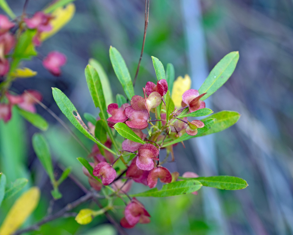 Akeake from Pinelands Trail Everglades National Park , Florida, USA on ...