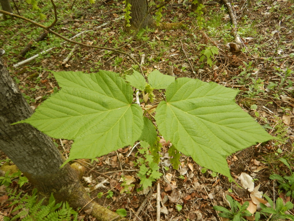 striped maple in May 2024 by Elizabeth Lynch · iNaturalist