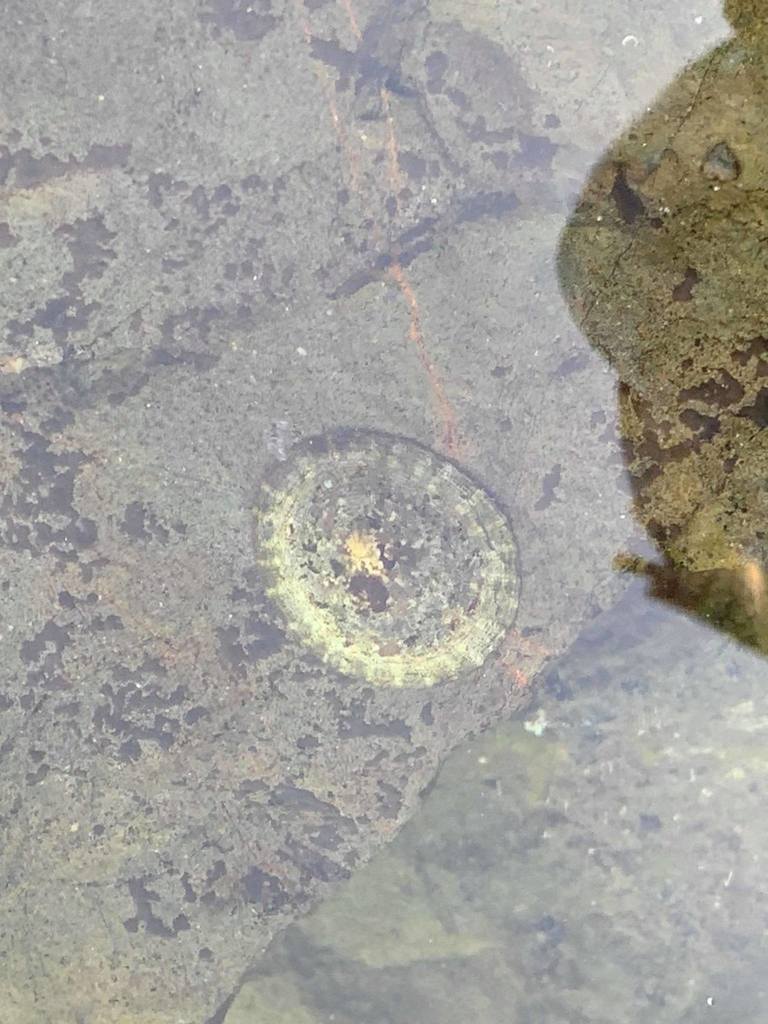 Plate Limpet from long beach on May 1, 2019 by aleilegi · iNaturalist