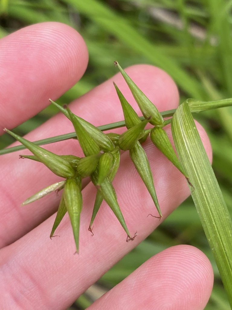 southern long sedge from Mattaponi, Mascot, VA, US on May 19, 2024 at ...
