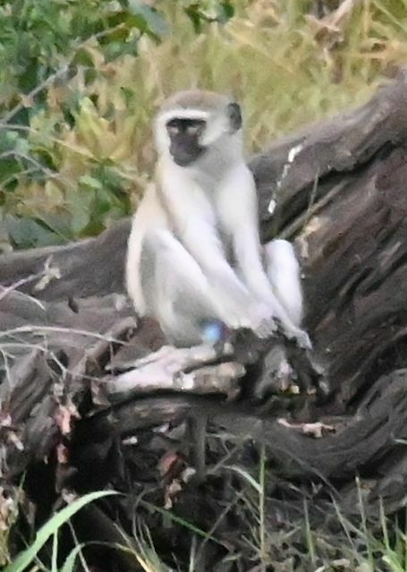 Vervet Monkey from Livingstone, Zambia on April 3, 2024 at 04:04 PM by ...