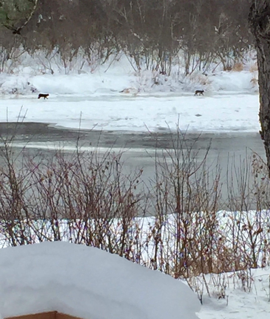 Bobcat from 12–98 Two Brooks Rd, Lorne, NB, CA on November 25, 2018 at ...