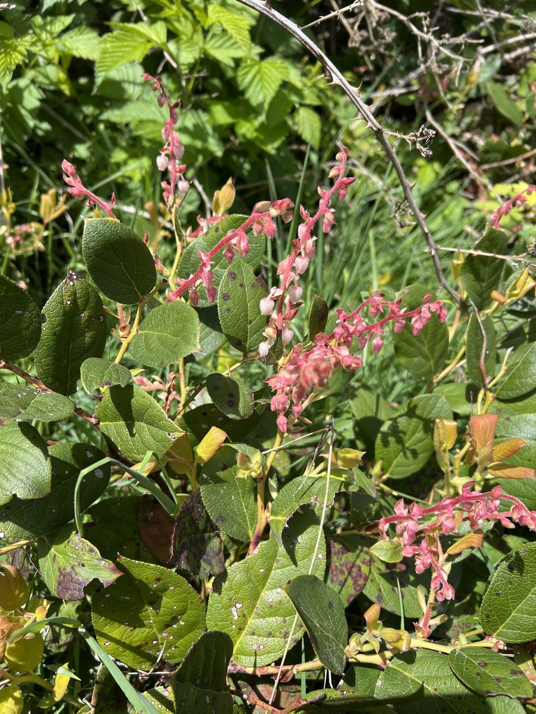 salal from State Route 507 SE, Yelm, WA, US on May 19, 2024 at 12:28 PM ...