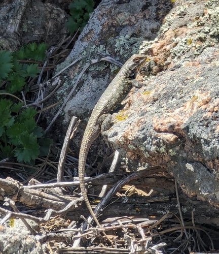Prairie Lizard (Sceloporus consobrinus) - Snakes and Lizards