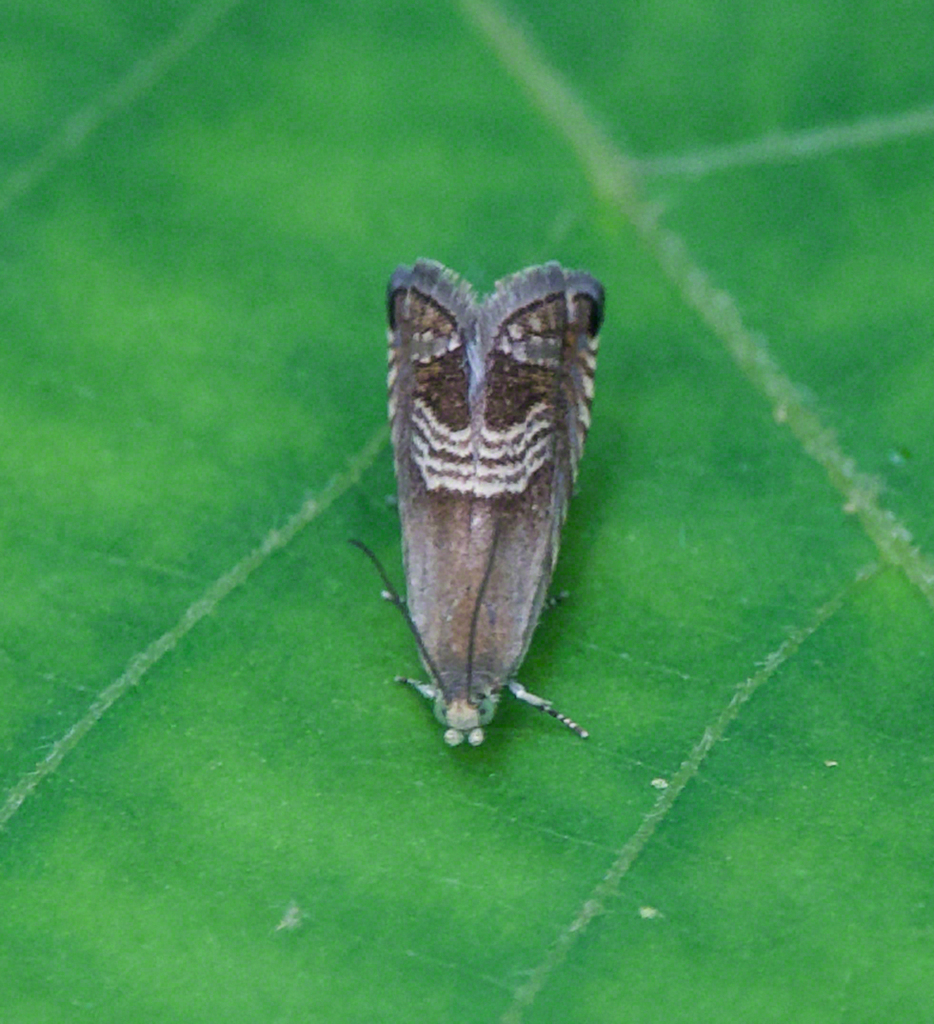 Eurasian Hemp Moth from Powhatan County, VA, USA on May 19, 2024 at 06: ...