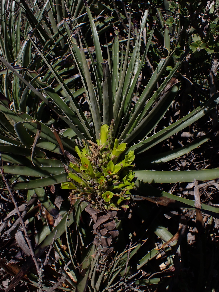 Sheep-eating Plant from Limarí Province, Coquimbo, Chile on November 18 ...