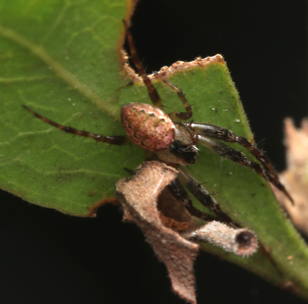 Eastern Bush Orbweaver in April 2024 by juliegraham173 · iNaturalist
